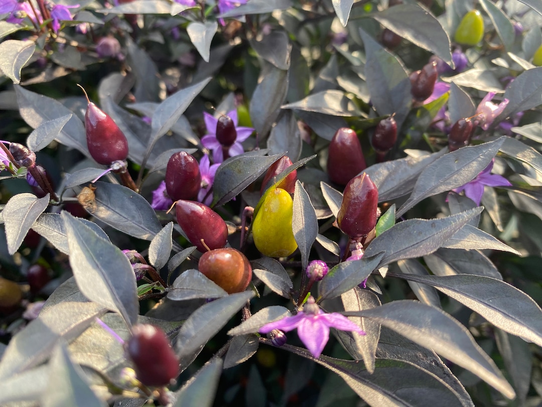 MIDNIGHT FIRE Ornamental / Edible Pepper (seeds or Starter Pot) - US ...