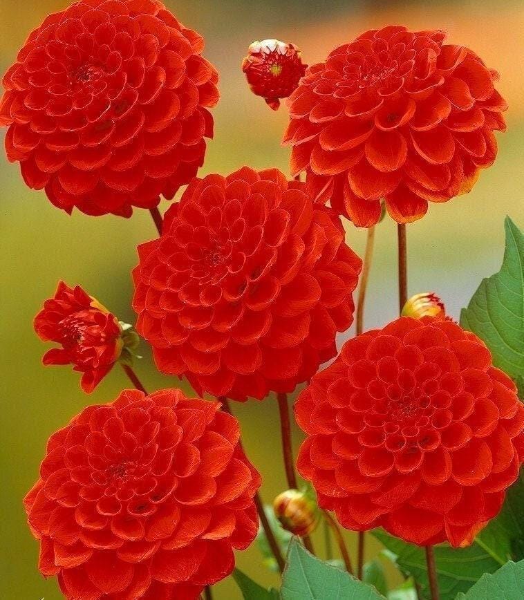 1 "red Cap" Ball Dahlia - Large Tuber - US Seller - Etsy