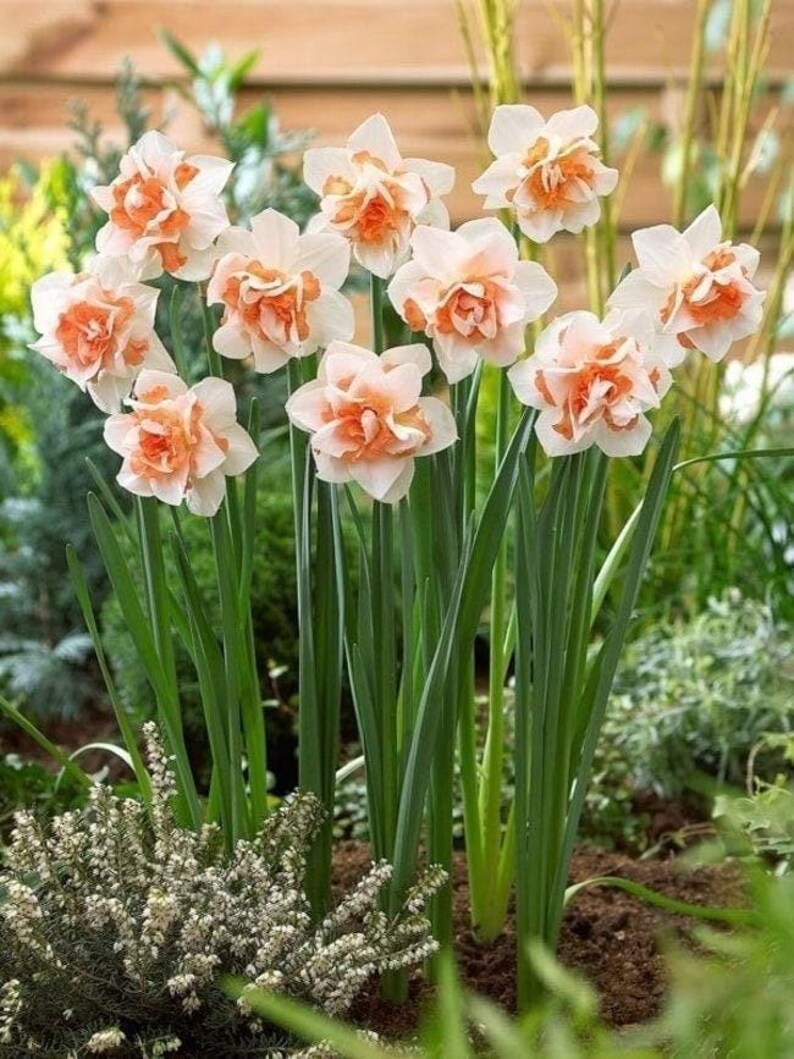 REPLETE Narcissi Double Daffodil Bulbs - 14/16 Cm - Prechilled - Etsy