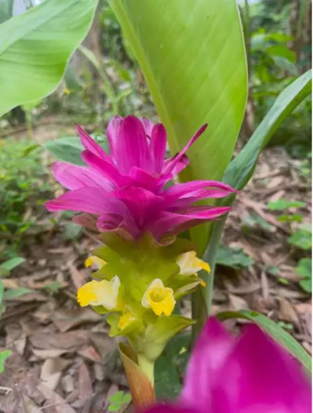 INDIAN SURPRISE Curcuma Aeruginosa / Black Tumeric / Pink and Blue ...