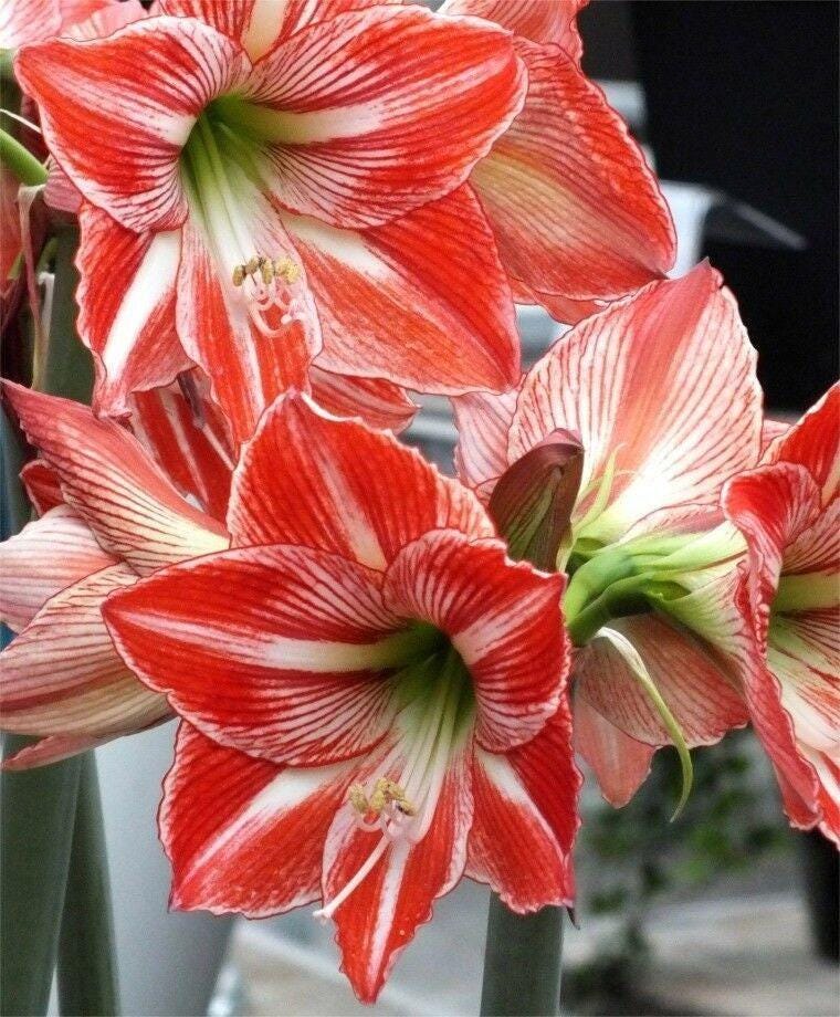 FAIRY TALE Extra Large Amaryllis Bulb 26-28 Cm - US Seller - Etsy