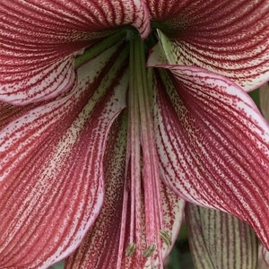 EXOTIC STAR Extra Large Amaryllis 28/30 Centimeters US - Etsy
