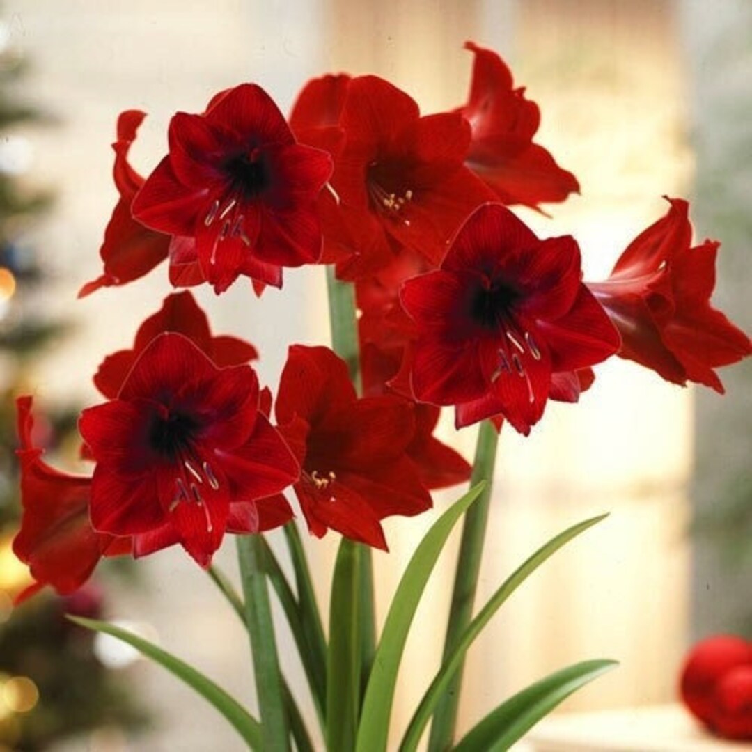 Extra Large DYNAMITE Amaryllis 24/26 Centimeters US Seller - Etsy