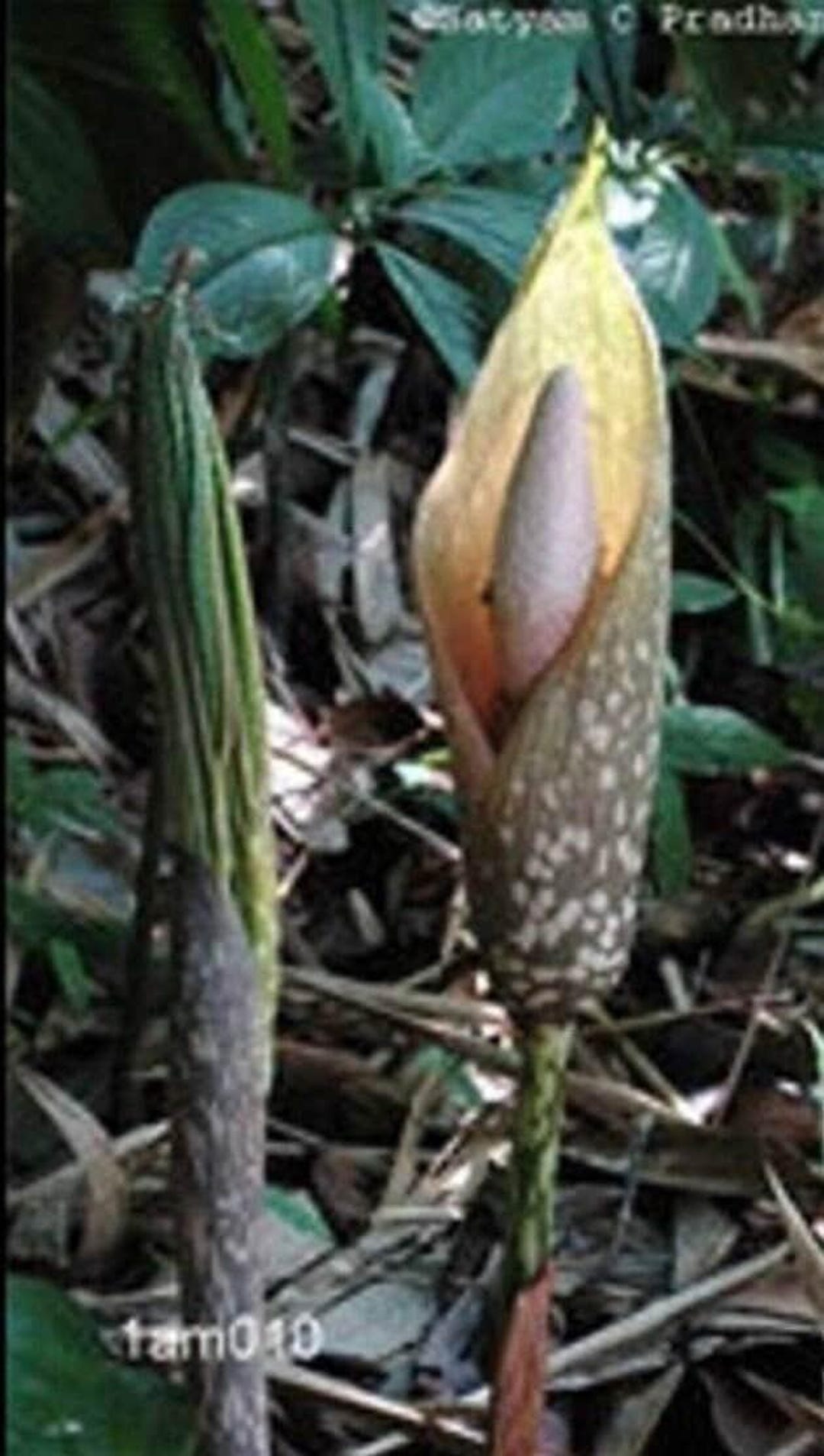 1 "bulbifer Long Stem" Amorphophallus / Voodoo Lily Bulb 16 ...