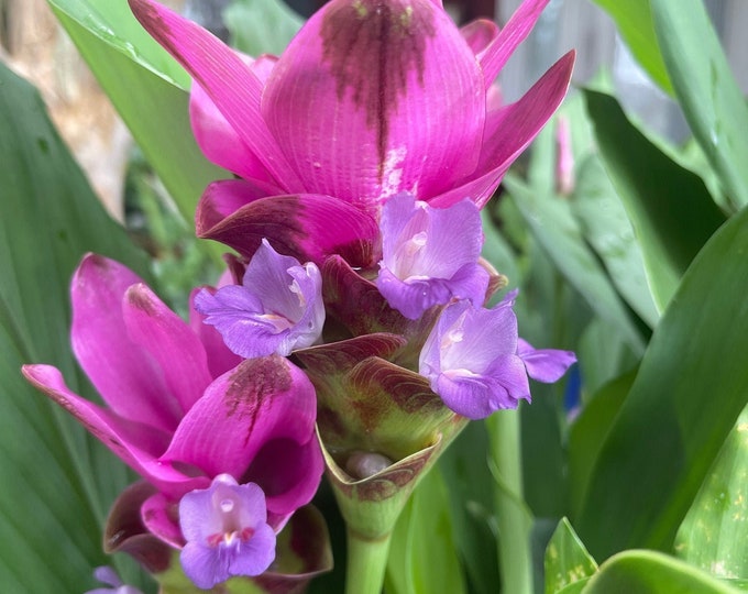 Large Bloom Purple CURCUMA COMOSA US Seller - Etsy