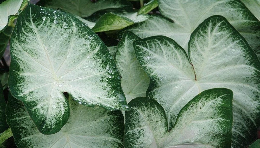AARON Fancy Leaf Caladium Bulbs - Size #1 - US Seller - Etsy