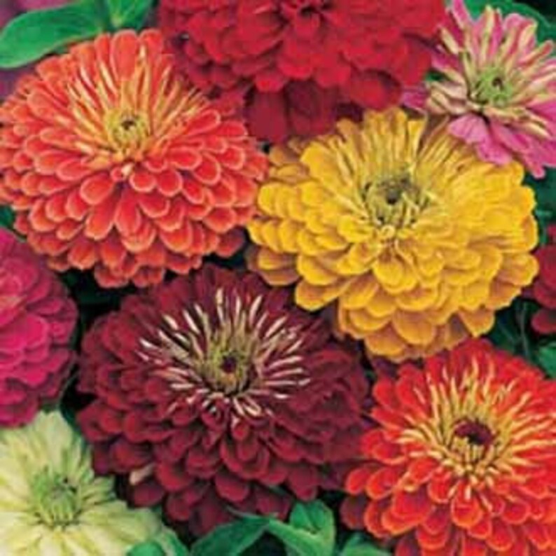 Zinnia Seeds GIANT DOUBLE Mixed Colors You Choose Number | Etsy