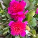 1 mingus Randy Cactus Dahlia Top Size Bulb 1 US Seller - Etsy