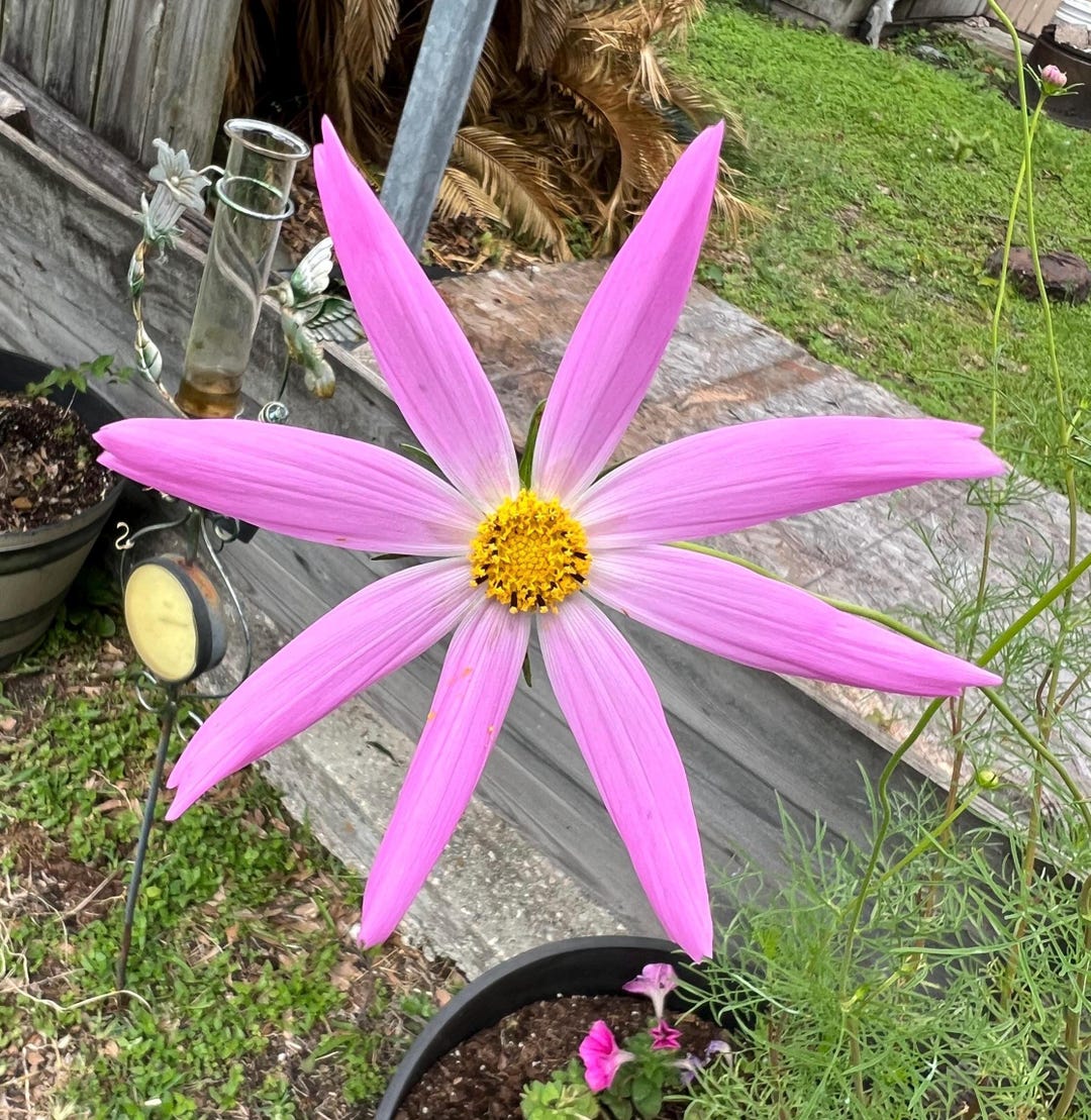Cosmos Seeds - Pink Giant Bloom - You Choose Number - US Seller - Etsy