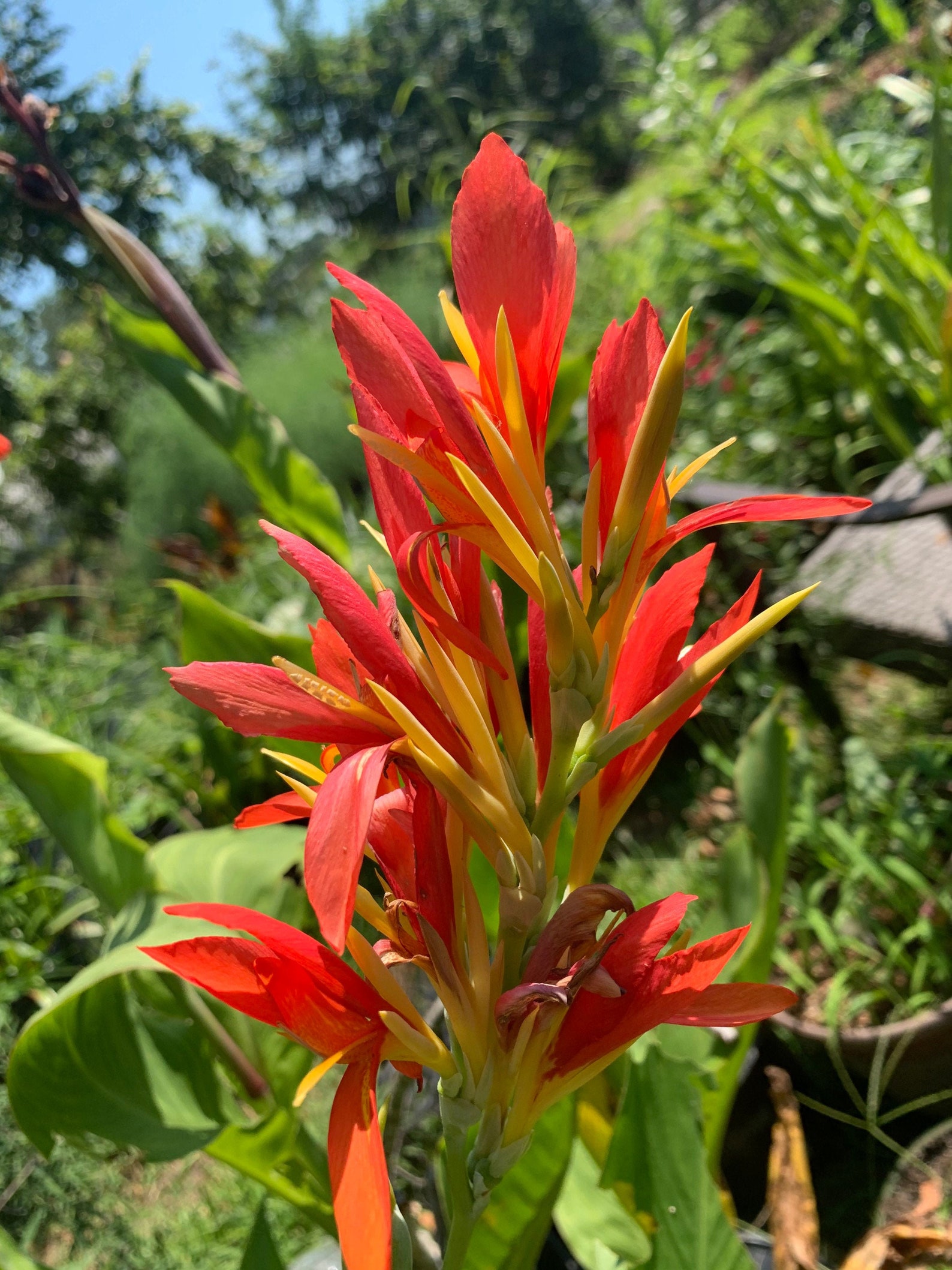 1 Rare Yellow-Red Flower Green Leaf Canna Rhizome | Etsy