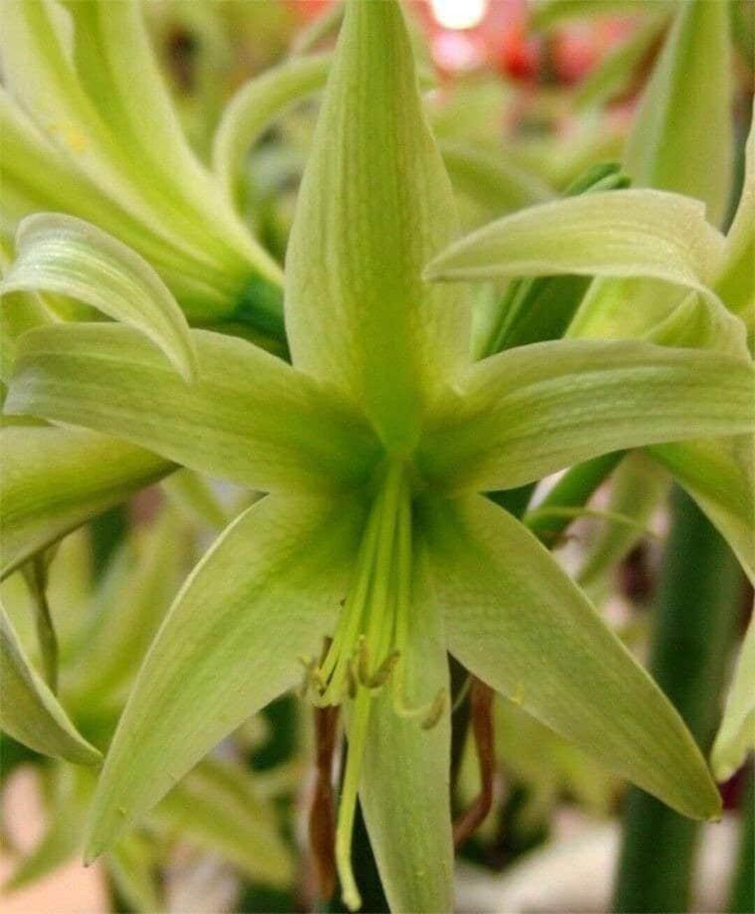 EVERGREEN Extra Large Amaryllis Bulb 30/32 Centimeters - US Seller - Etsy