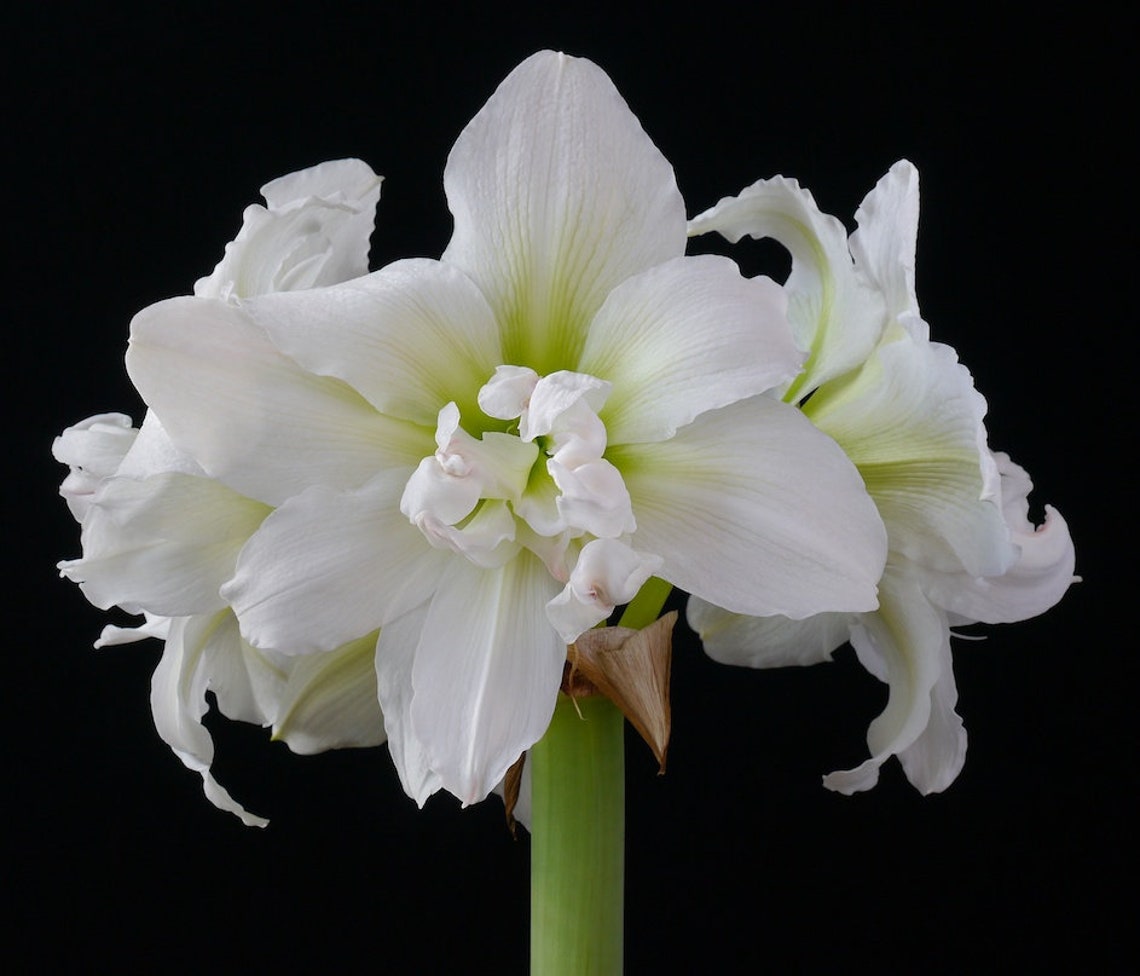 Large Amaryllis ARTIC NYMPH 26/28 Centimeters US Seller | Etsy