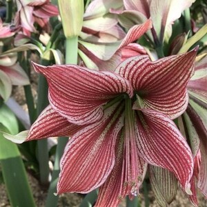 EXOTIC STAR Extra Large Amaryllis 28/30 Centimeters US - Etsy