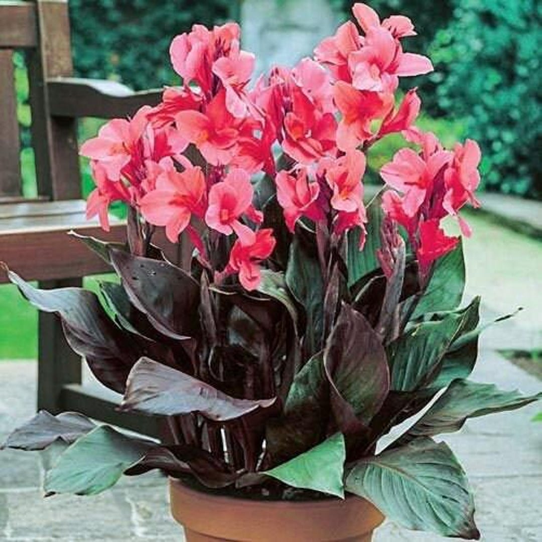 Preorder - 1 "angelique" Dwarf Brown Leaf Canna Rhizome (not Plant ...