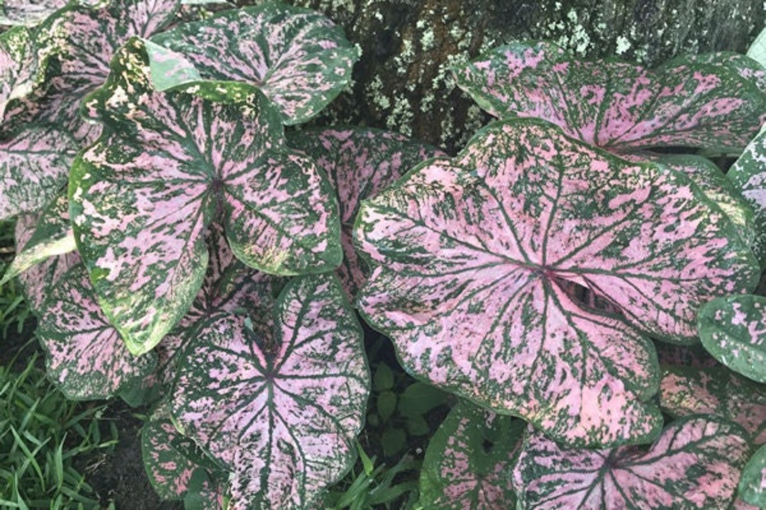 5 elise Fancy Leaf Caladium Bulbs Size 1 US Seller - Etsy