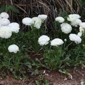 Aviv White Ranunculus Bulbs Top Size 7/8 Cm US Seller You Choose Amount ...