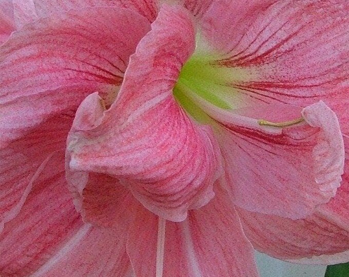 Large Amaryllis ROZETTA 24/26 Centimeters - United States Seller - Etsy