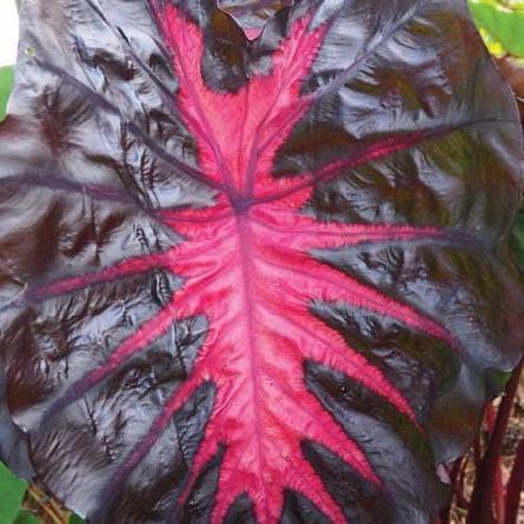 1 REDEMPTION Colocasia / Elephant Ear / Taro Starter Plant - US Seller ...