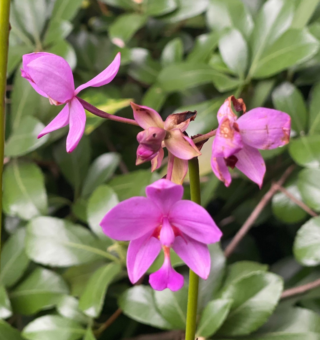 1 Tall Light Purple Spathoglottis Plicata/ground Orchid/chinese - Large ...