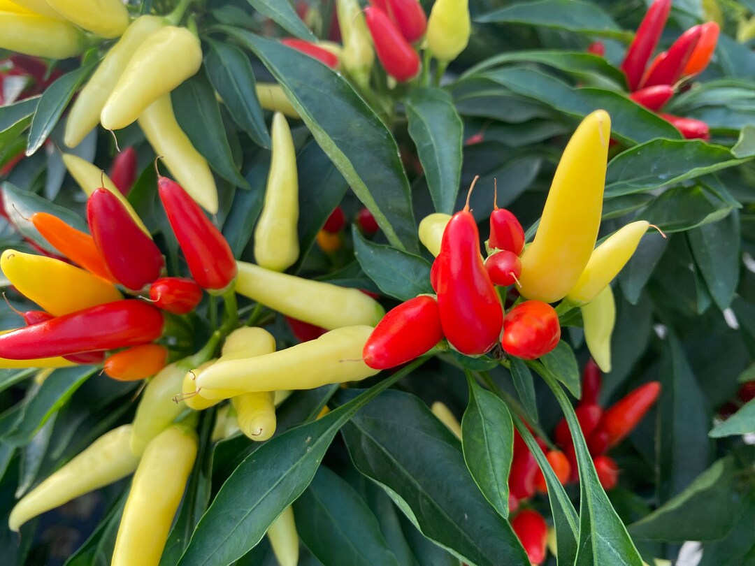 CHILLY CHILI Ornamental/ Edible Pepper seeds or Starter Pot US Seller ...