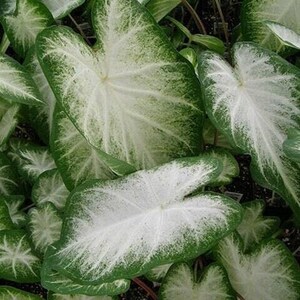 AARON Fancy Leaf Caladium Bulbs - Size #1 - US Seller - Etsy