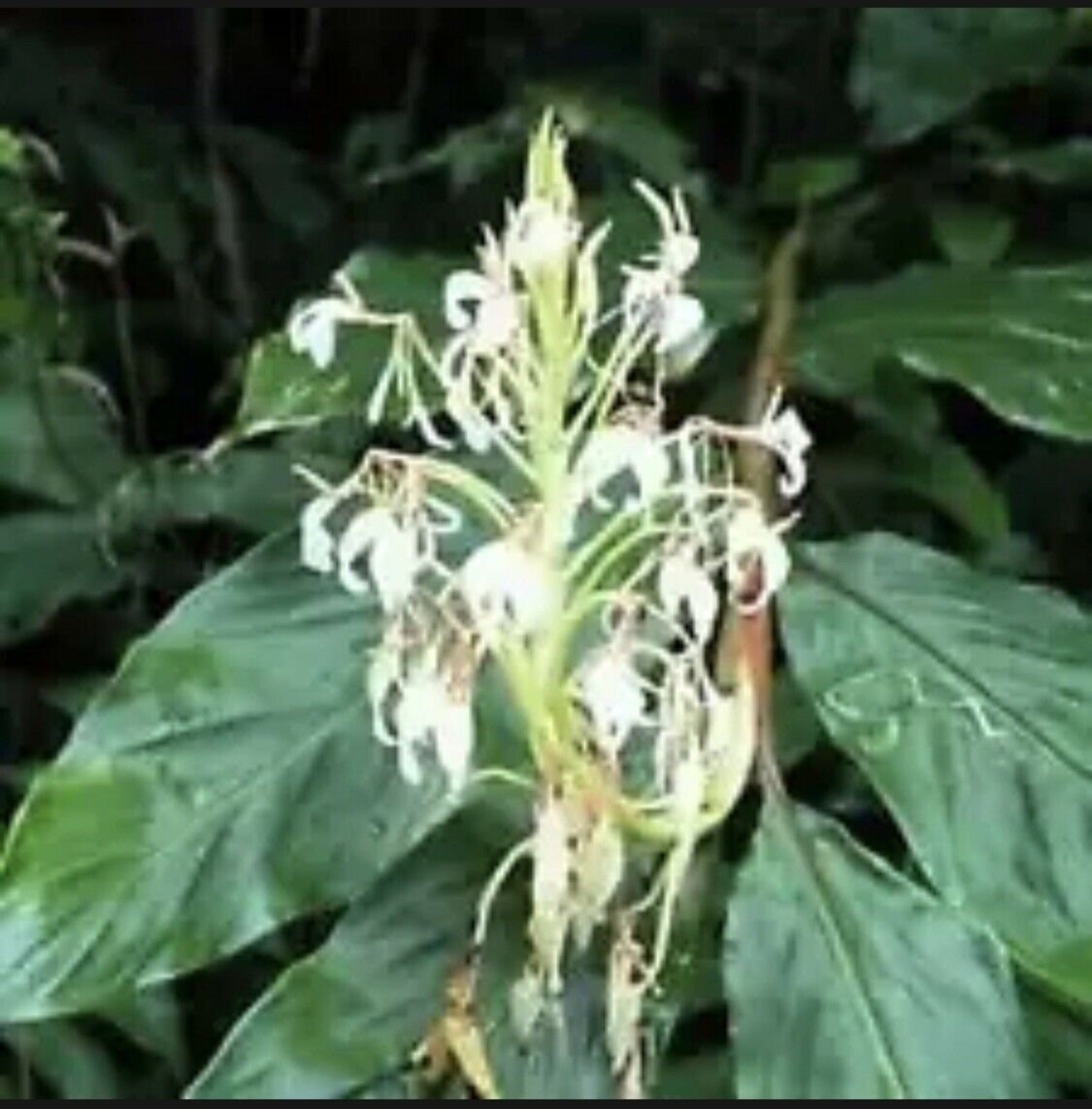 1 SPECIOSUM Hedychium Species/butterfly Ginger Top Size - Etsy