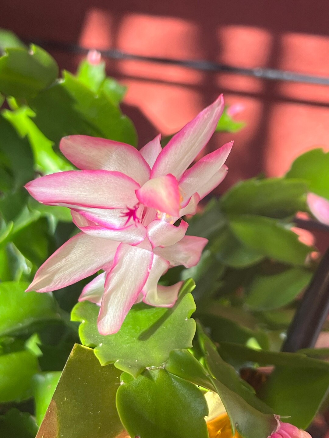Light Pink With Dark Pink Edges Schlumbergera Truncata Thanksgiving ...