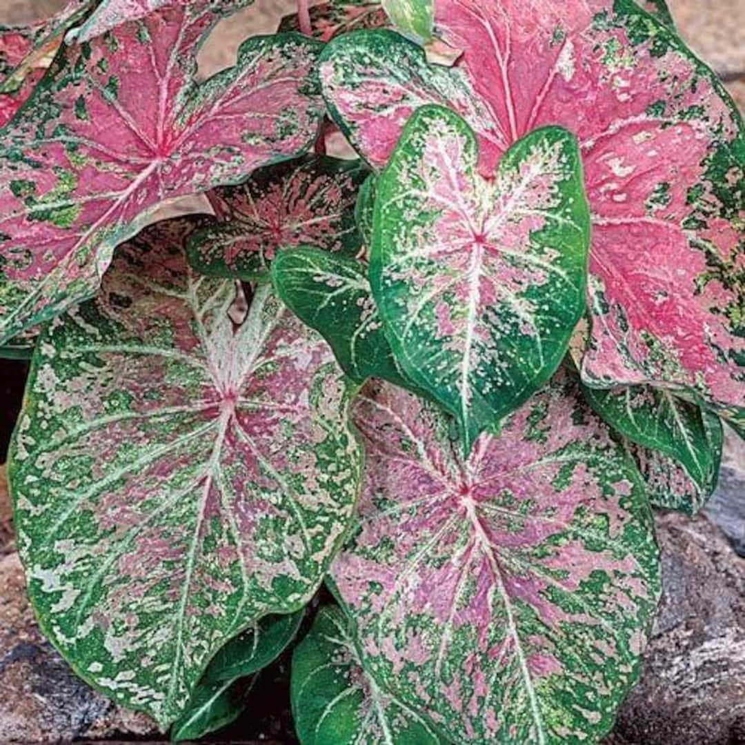 PINK CLOUD Fancy Leaf Caladium Bulbs - Size #1 or Jumbo - US Seller - Etsy