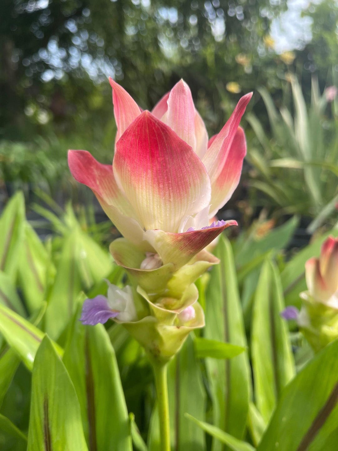 Cream With Purple CURCUMA COMOSA / Siam Tulip - US Seller - Etsy