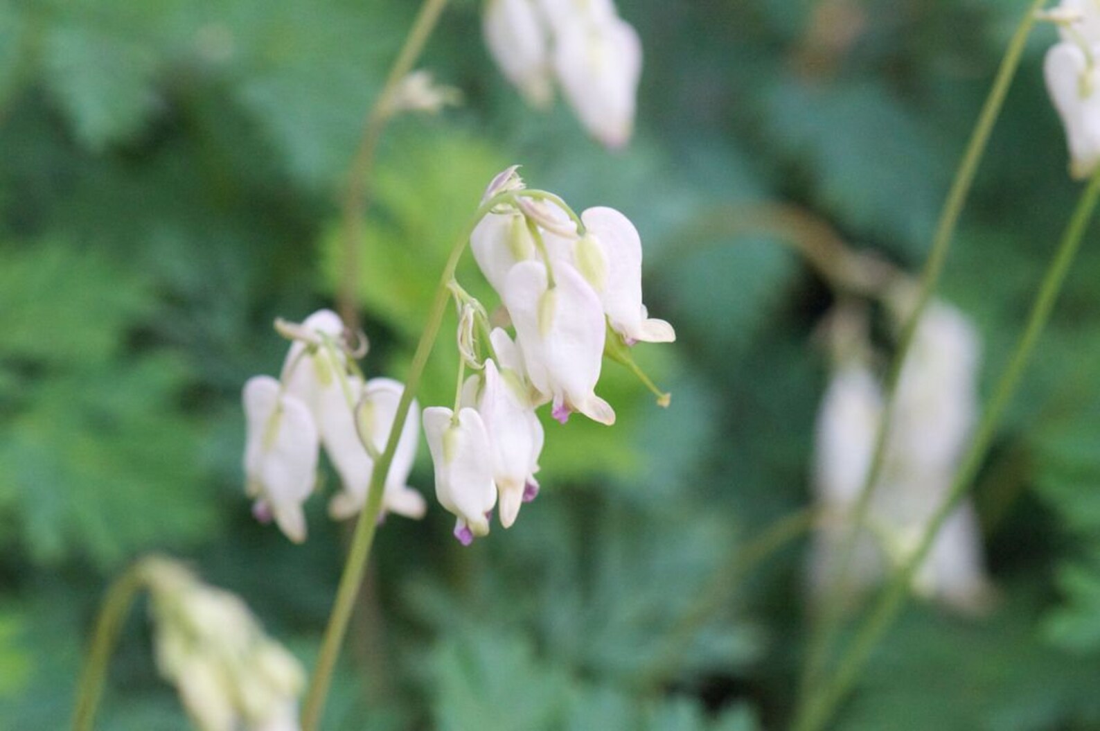 1 Dicentra/Fringed Bleeding Heart AURORA Dormant Bare Root | Etsy