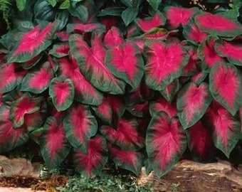 Caladium - Etsy