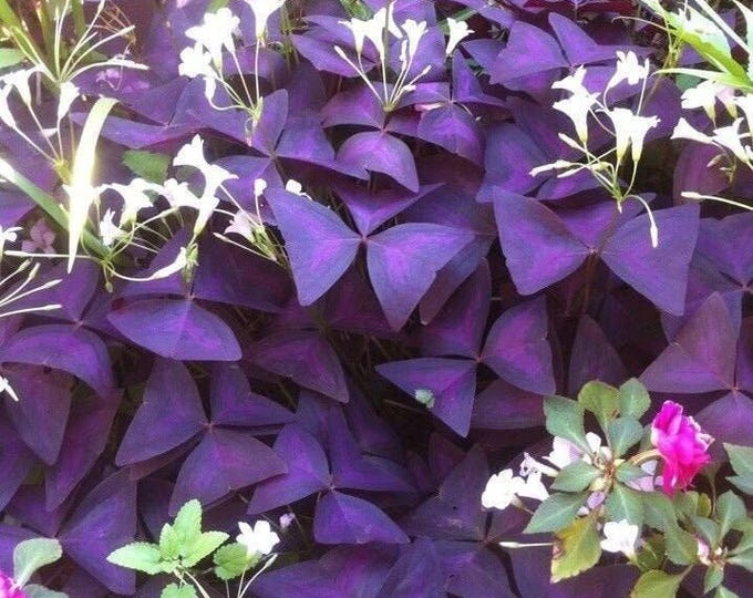12 Fresh Dug Corms Shamrock Oxalis Purple Triangularis Only 4p5 - Etsy