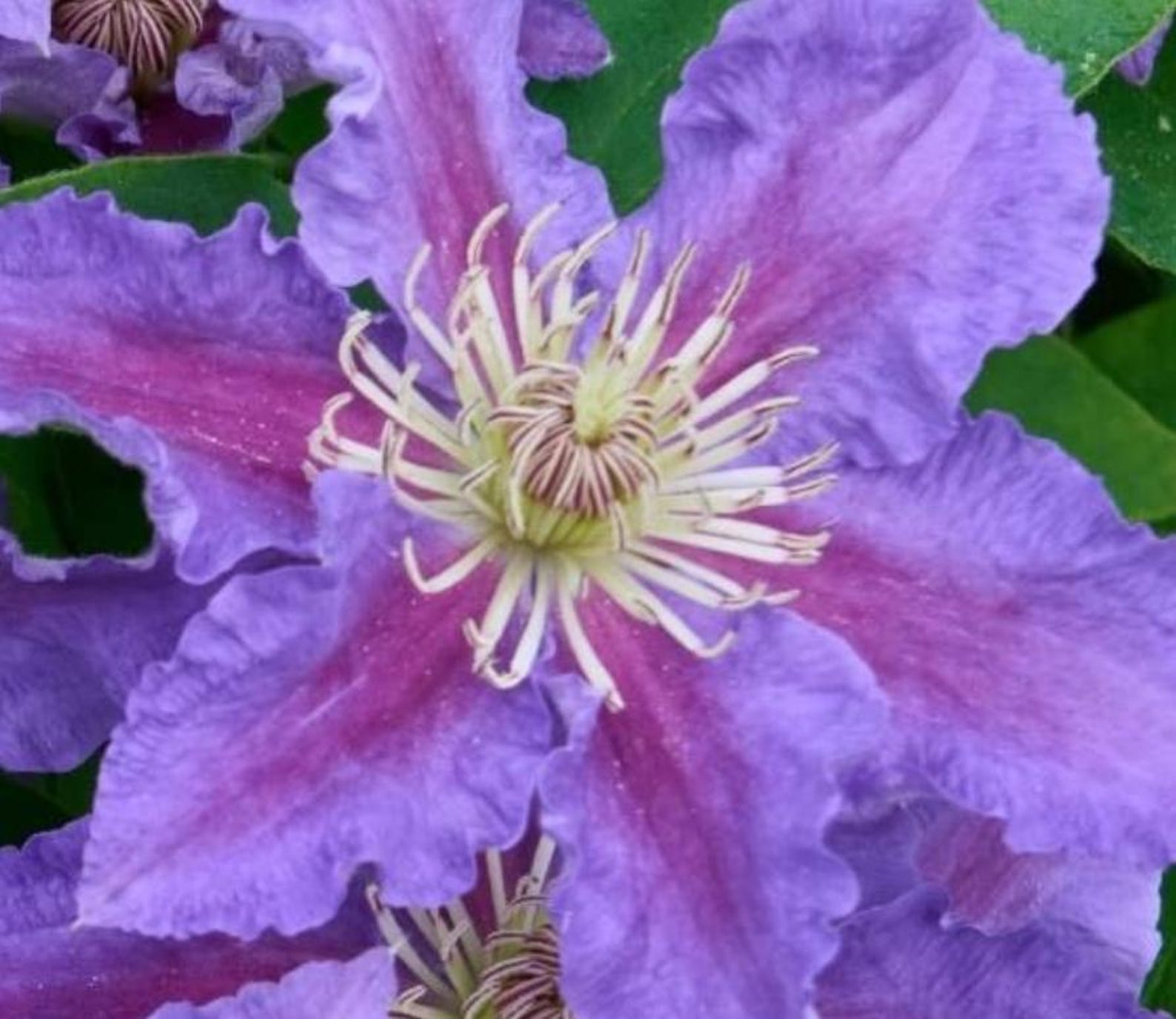 1 "baroness Fookes" Clematis Starter Plant (not Seeds) - US Seller - Etsy