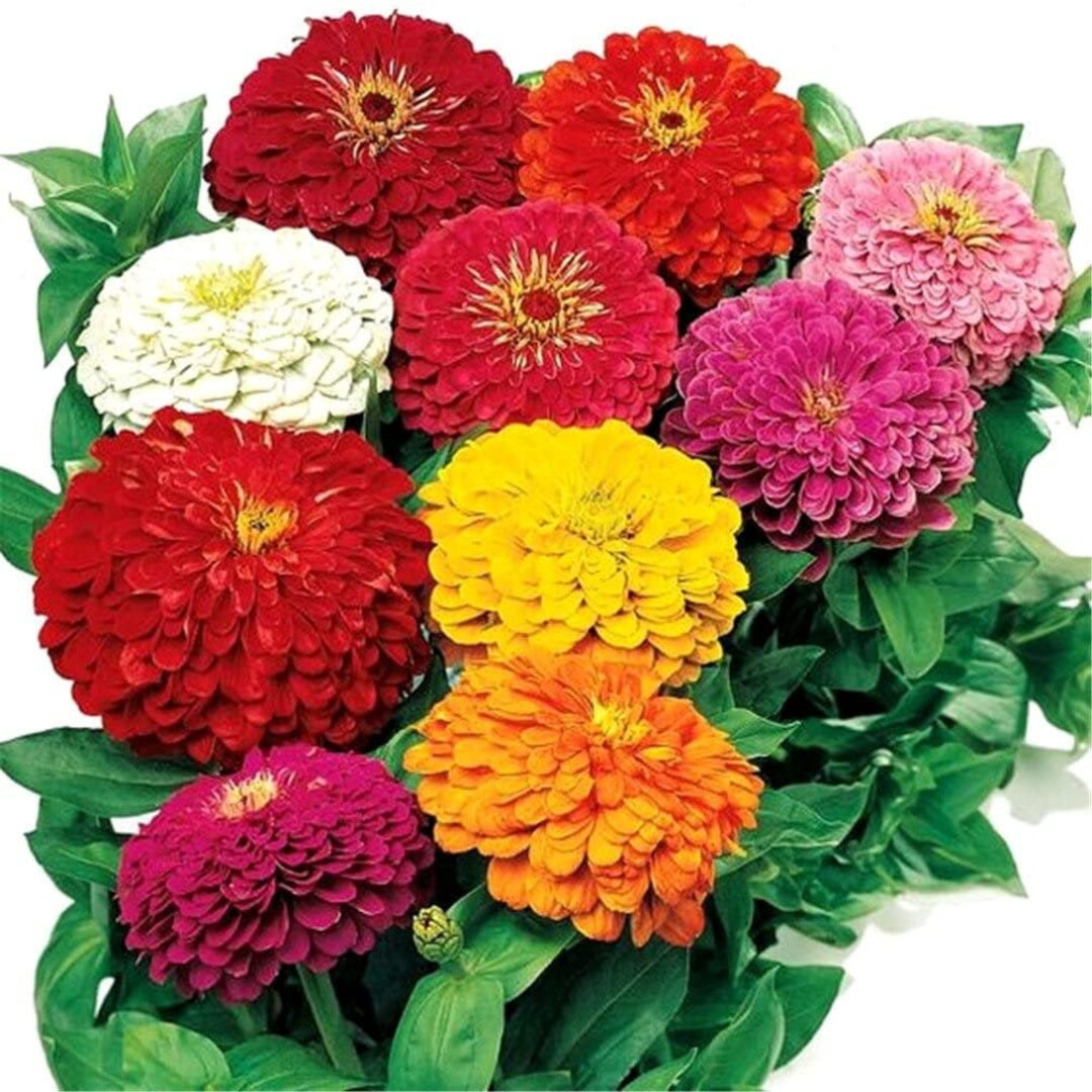 Zinnia Seeds GIANT DOUBLE Mixed Colors You Choose Number - Etsy