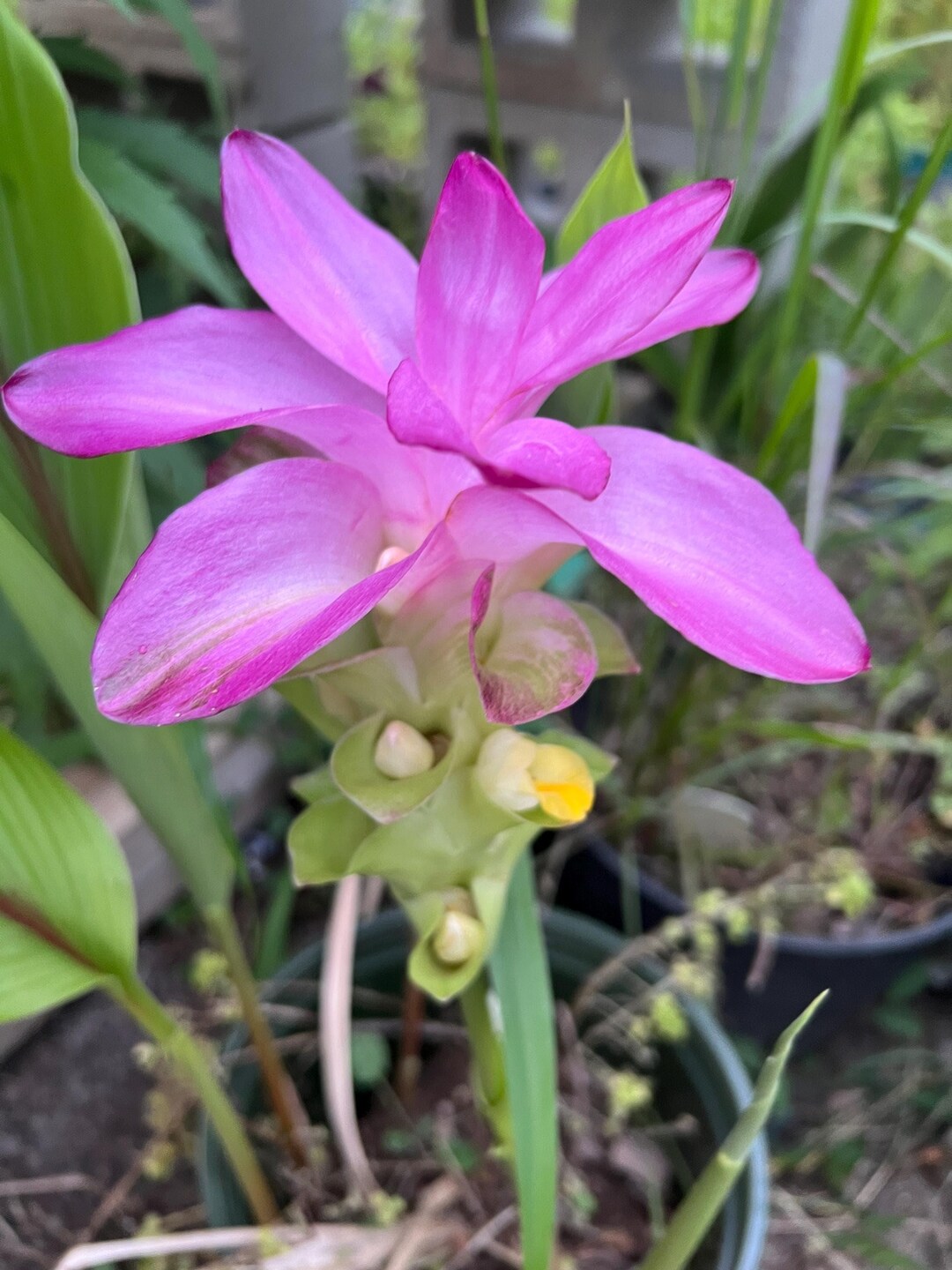 ELATA Curcuma (hidden Ginger) - US Seller - Etsy