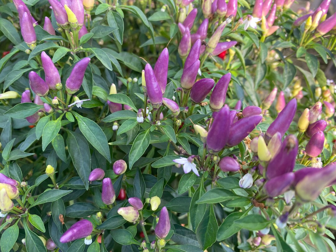 SANGRIA Ornamental / Edible Pepper seeds or Starter Pot US Seller - Etsy