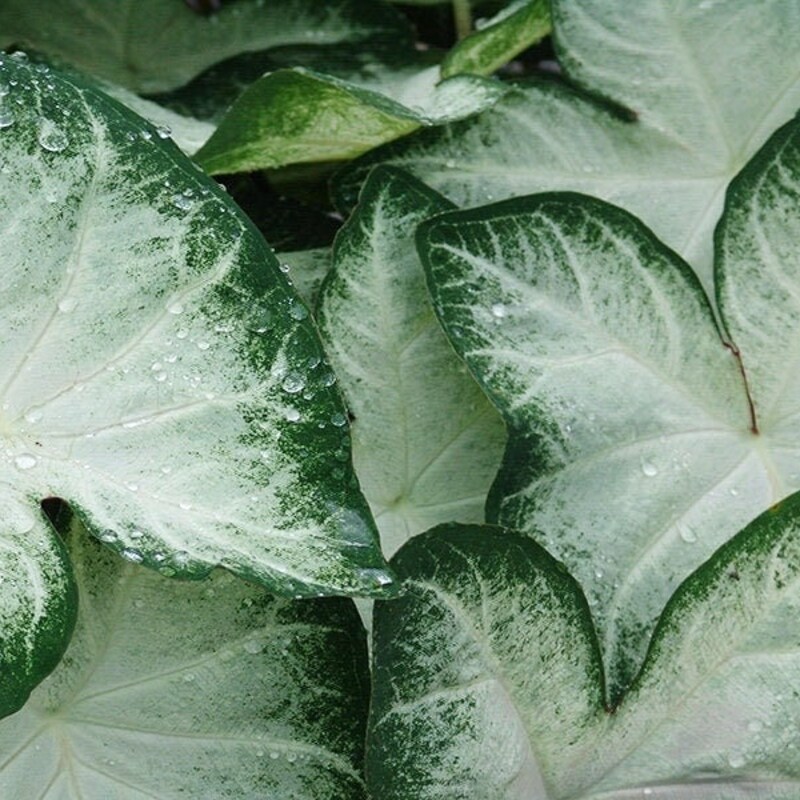 Caladium Bulbs - Etsy