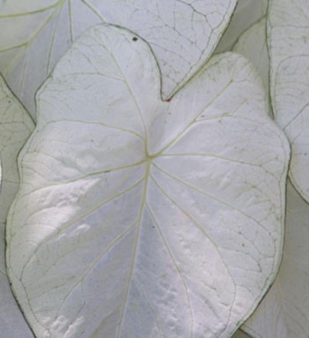 JUNE BRIDE Fancy Leaf Caladium Bulbs - Size #1 - US Seller - Etsy