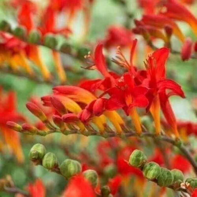 Lucifer Plant - Etsy