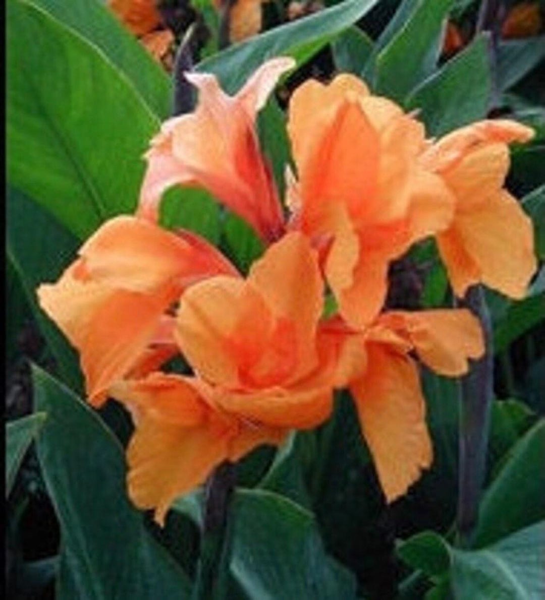 1 "tangelo" Dwarf Green Leaf Canna Rhizome (not Plant) - Top Size - US ...