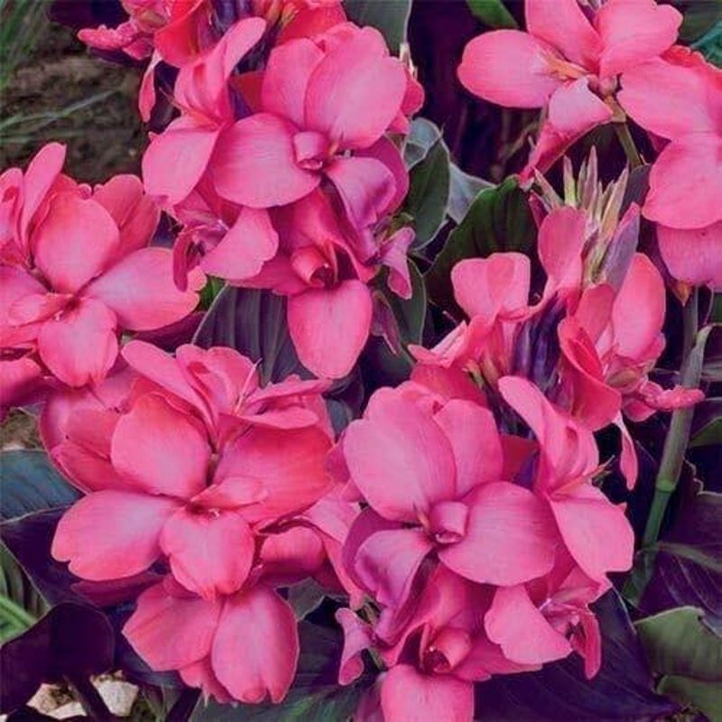 Pink Canna Lily - Etsy