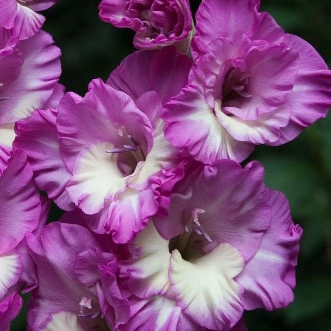 10 anouk Gladiolus Top Size 12/14 Cm Bulbs US Seller - Etsy