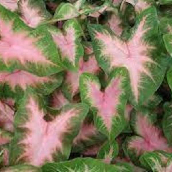 Caladium Bulbs - Etsy
