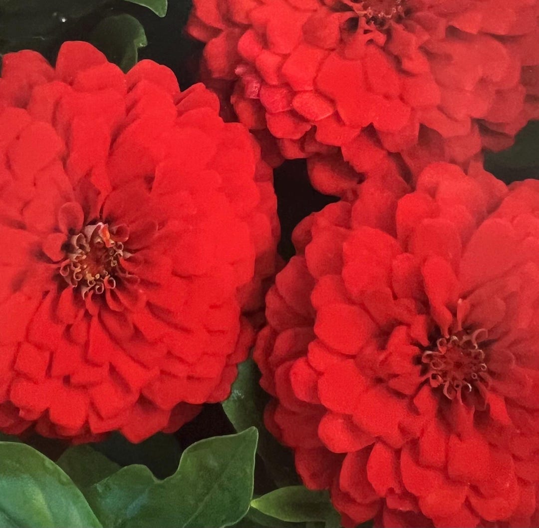 Zinnia Seeds - BIG RED Giant Double - You Choose Number - US Seller - Etsy