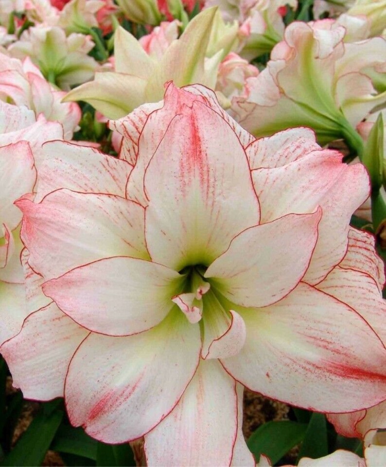 Extra Large Amaryllis APHRODITE 30 centimeters US Seller | Etsy