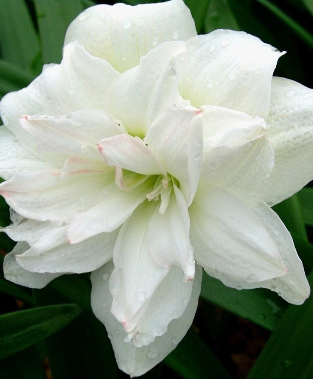 Large Amaryllis ARTIC NYMPH 26/28 Centimeters US Seller - Etsy