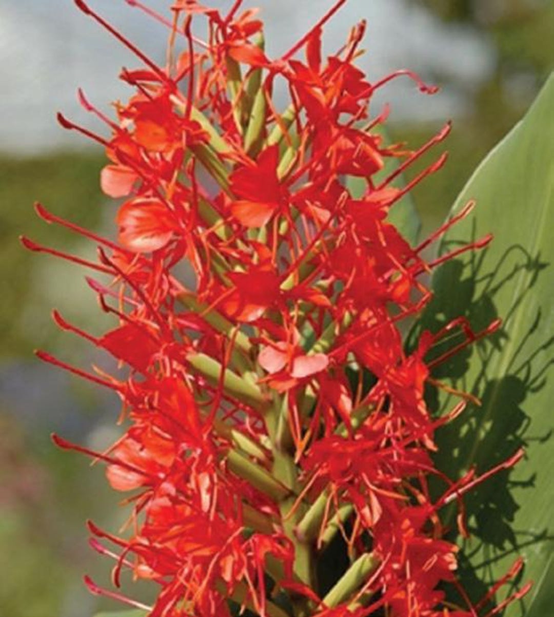 1 - Aurantiacum Hedychium Species/butterfly Ginger - Rhizome (not Plant ...