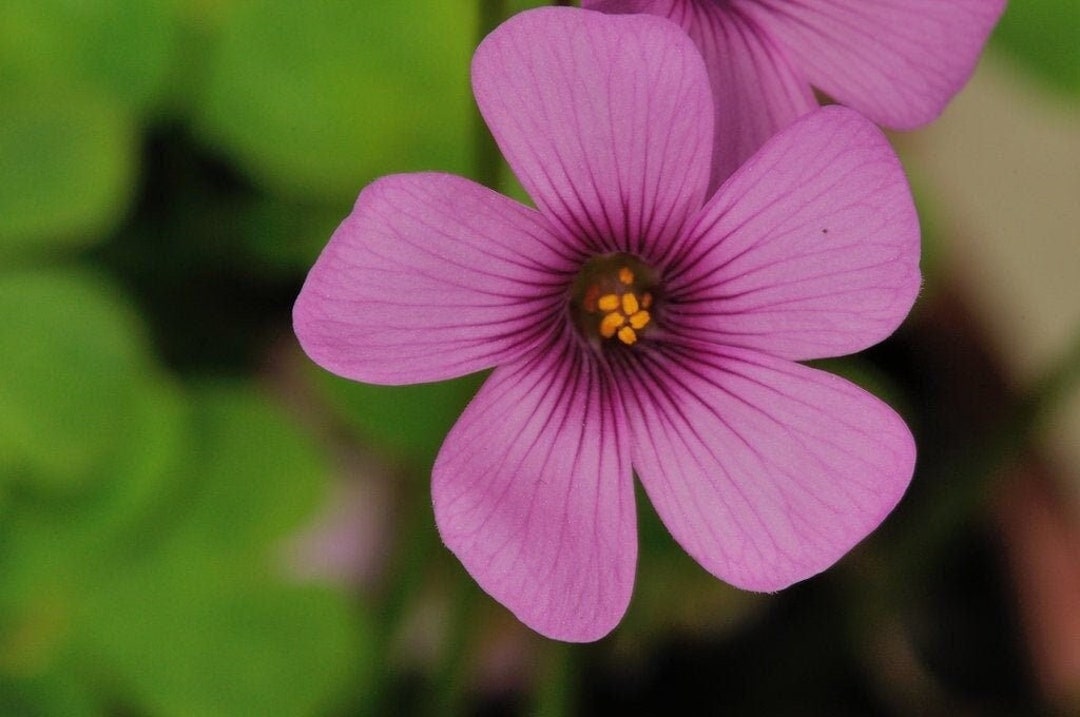 Oxalis articulata Ssp Rubra Shamrock/wood Sorrel Bulb or Plant you ...