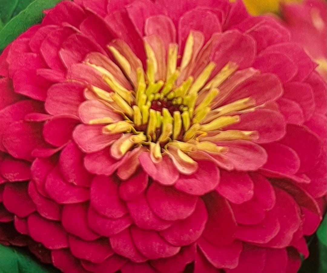 Zinnia Seeds - ENCHANTRESS Giant Double - Pink Flower - You Choose ...