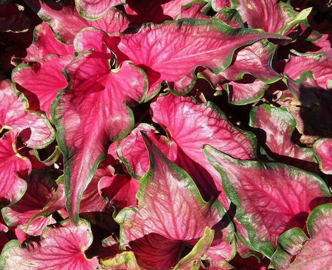 SIZZLE Strap Leaf Caladium Bulbs - Size #1 or Jumbo - US Seller - Etsy